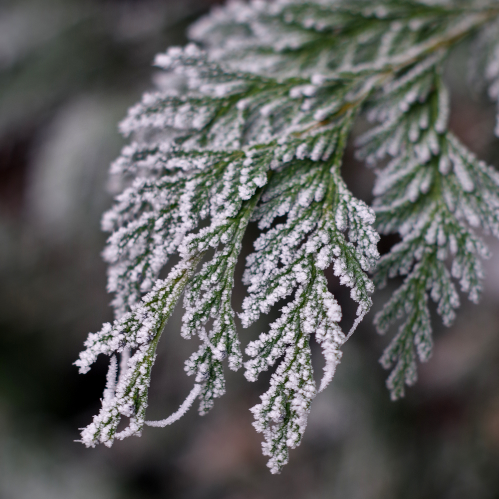 Frosted Leaves - PentaxForums.com